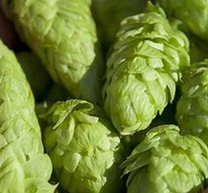 Hop extract 10 ml - 10 ml